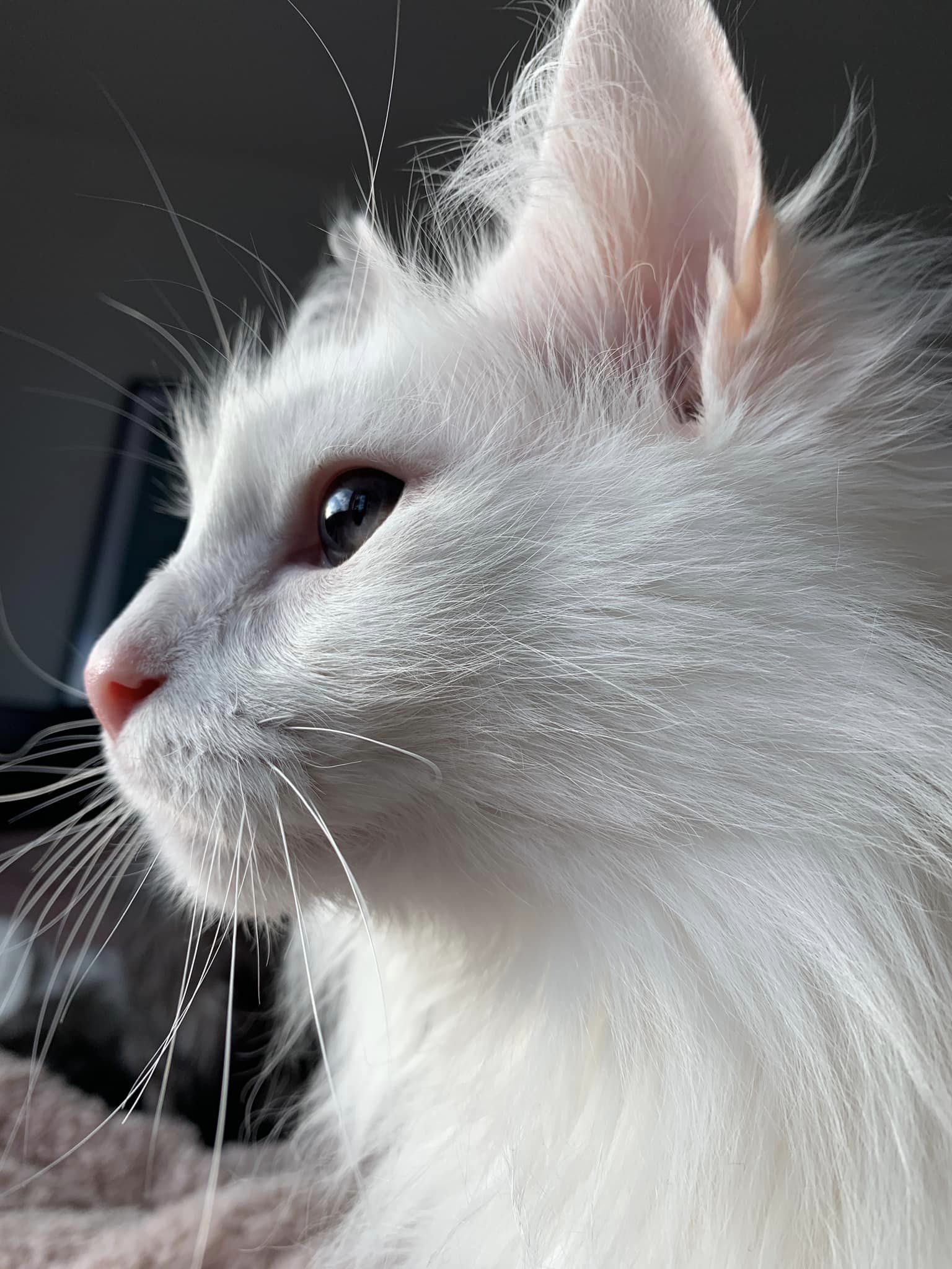 About – Auckland Cat Club